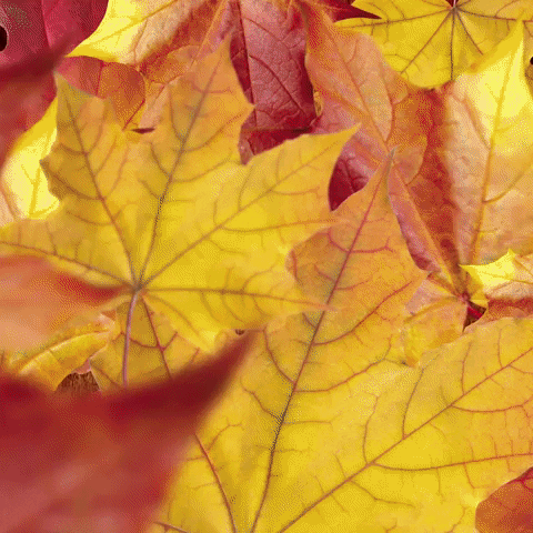 Bowling Ball Fall GIF by Bowlero - Find & Share on GIPHY