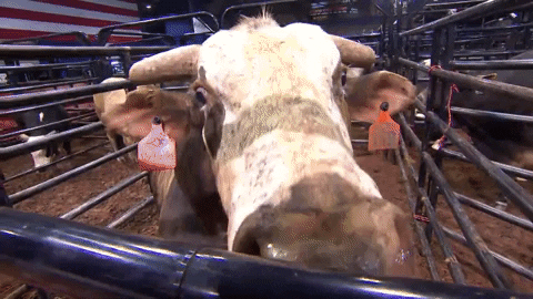 Pbr GIF by Professional Bull Riders (PBR) - Find & Share on GIPHY