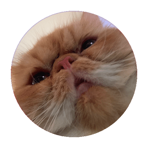 Cat Meow Sticker by Naisu Studio for iOS & Android | GIPHY