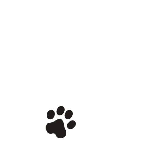 Cat Dog GIF by Flopster - Find & Share on GIPHY
