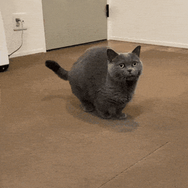 Sleepy Cat GIF by JustViral.Net - Find & Share on GIPHY