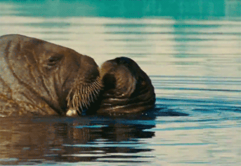 Walrus GIF - Find & Share on GIPHY