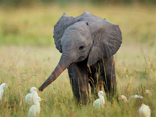 Baby Elephant GIF - Find & Share on GIPHY
