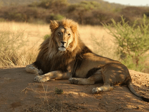 Lion GIF - Find & Share on GIPHY