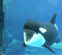 Orca GIF - Find & Share on GIPHY