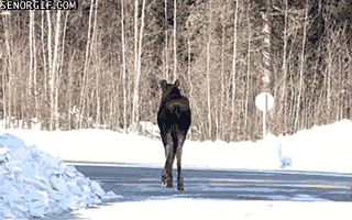 Moose Running GIF by Cheezburger - Find & Share on GIPHY