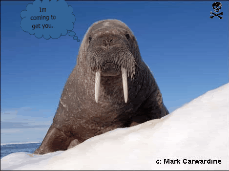 Walrus GIF - Find & Share on GIPHY