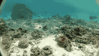 Camouflage Octopus Gif
