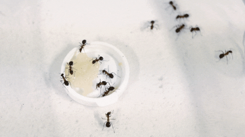 Insects Ants GIF - Find & Share on GIPHY