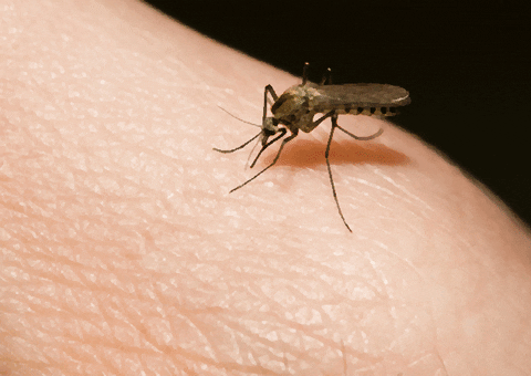 Mosquito GIF - Find & Share on GIPHY