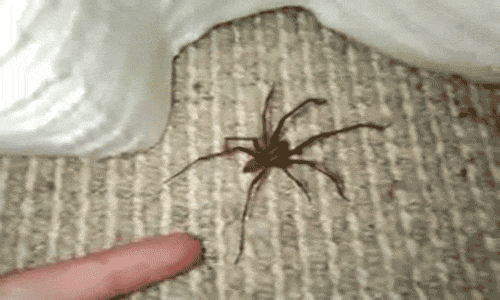 Spiders Misunderstanding GIF - Find & Share on GIPHY