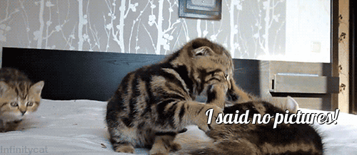 Cats Rage GIF - Find & Share on GIPHY