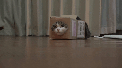 Dog GIF - Find & Share on GIPHY