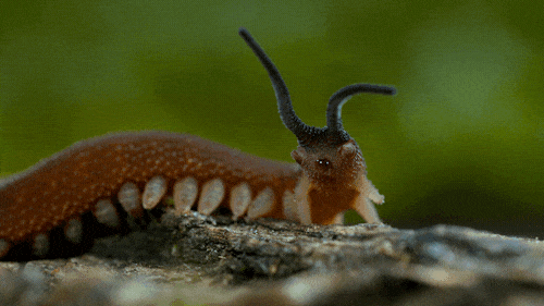 Netflix GIF by Our Planet - Find & Share on GIPHY