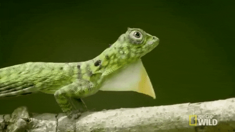 National Geographic Lizard GIF by Nat Geo Wild - Find & Share on GIPHY