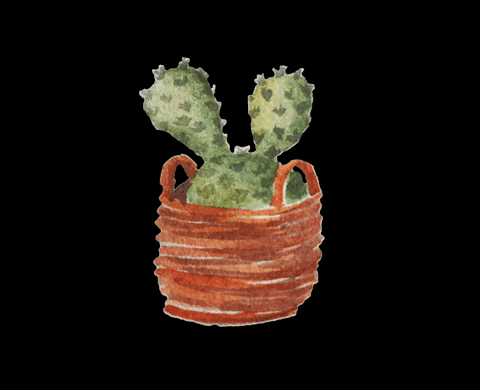 Cactus GIF - Find & Share on GIPHY