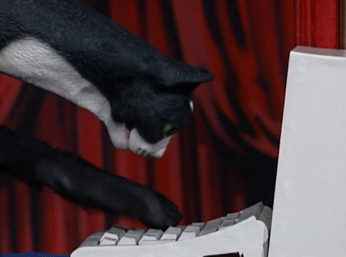 Cat Working GIF by Team Coco - Find & Share on GIPHY