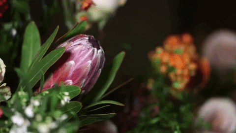 Tailored Twig GIF - Find & Share on GIPHY