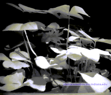 Circadian Rhythm GIFs - Find & Share on GIPHY