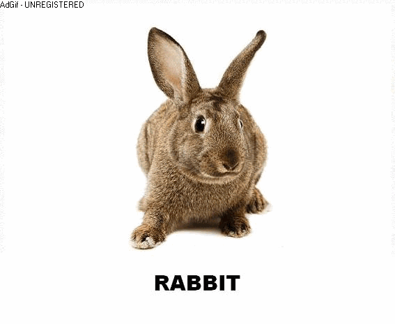 Rabbit GIFs - Find & Share on GIPHY
