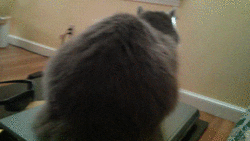 Cat Poking GIF - Find & Share on GIPHY