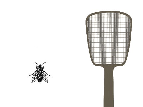 Fly GIFs - Find & Share on GIPHY