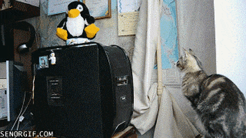 Cat Computer GIF by Cheezburger - Find & Share on GIPHY