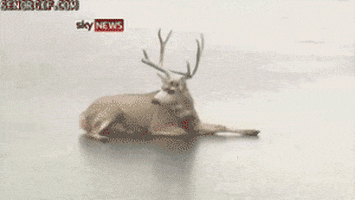 Buck GIF - Find & Share on GIPHY