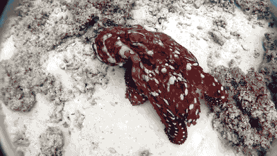 Octopus Gif Black And White