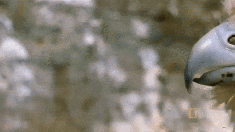 Peregrine Falcon Bird GIF by Nat Geo Wild - Find & Share on GIPHY