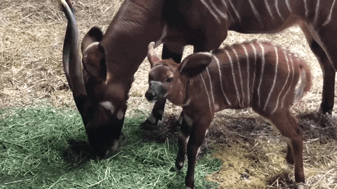 Cincinnati Zoo GIF - Find & Share on GIPHY