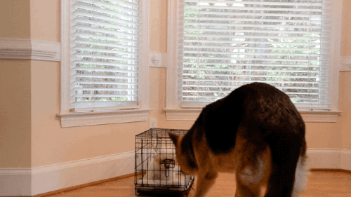 Dog Help GIF - Find & Share on GIPHY