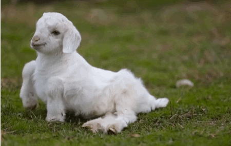 Goat GIF - Find & Share on GIPHY