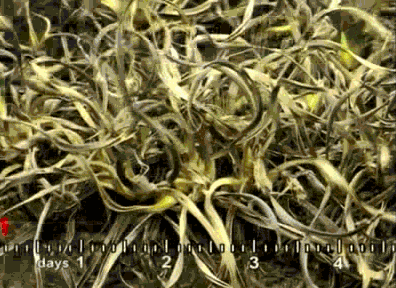 Plants GIF - Find & Share on GIPHY