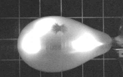 Balloon GIF - Find & Share on GIPHY