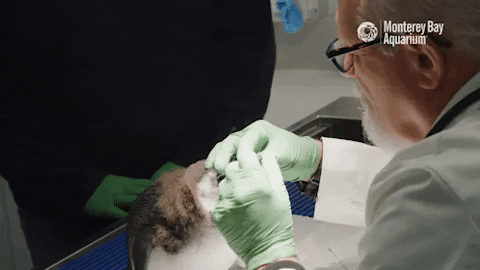 Doctor Check Up GIF by Monterey Bay Aquarium - Find & Share on GIPHY