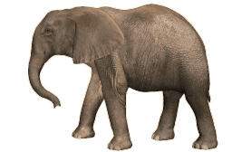 Elephant Sticker for iOS & Android | GIPHY