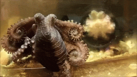 Larger Pacific Striped Octopus GIFs - Find & Share on GIPHY