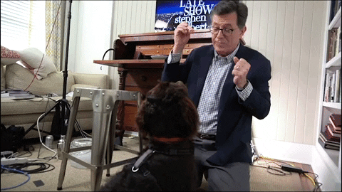 Stephen Colbert Dog GIF by The Late Show With Stephen Colbert - Find ...