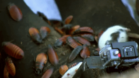 Fear Factor Rats GIF - Find & Share on GIPHY