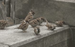 Sparrow GIFs - Find & Share on GIPHY