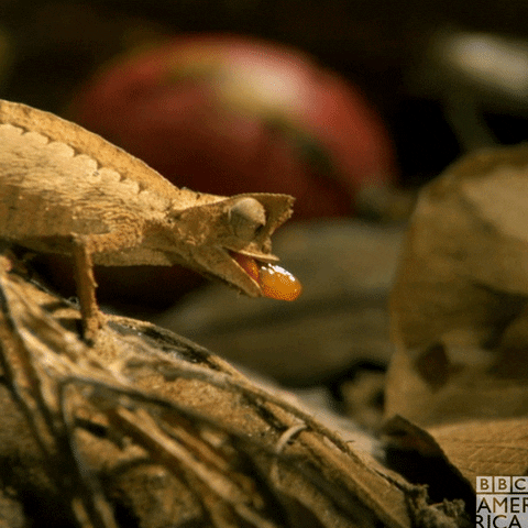 Wildlife Madagascar GIF by BBC America - Find & Share on GIPHY