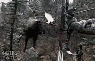 Moose Charges GIF - Find & Share on GIPHY
