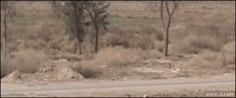 Iraq GIFs - Find & Share on GIPHY