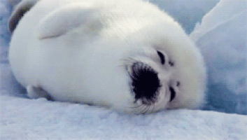 Chinese - [BL] Leopard and Leopard temper cute [Interstellar] (Title ...