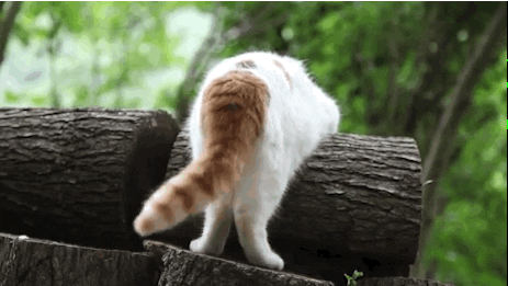 Tails GIF - Find & Share on GIPHY