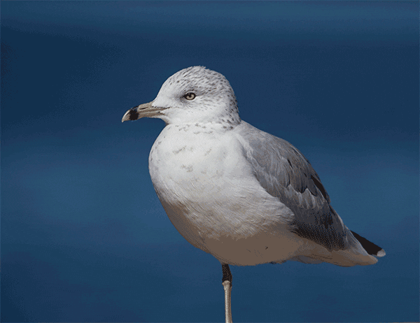 Seagull GIF - Find & Share on GIPHY