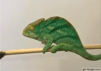 Chameleon GIFs - Find & Share on GIPHY