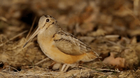 Bird GIF - Find & Share on GIPHY