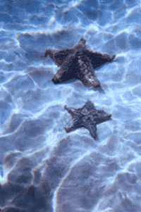 Starfish GIF - Find & Share on GIPHY